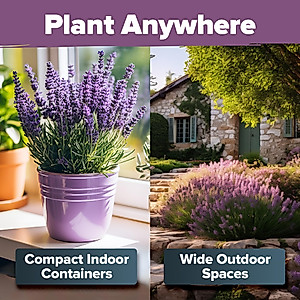 HOME GROWN Premium English Lavender Seeds, 3000 Non-GMO Herb Seeds, USA-Sourced Wildflower Seed for Planting Indoor/Outdoor, High Germination, Plant Flower Seeds