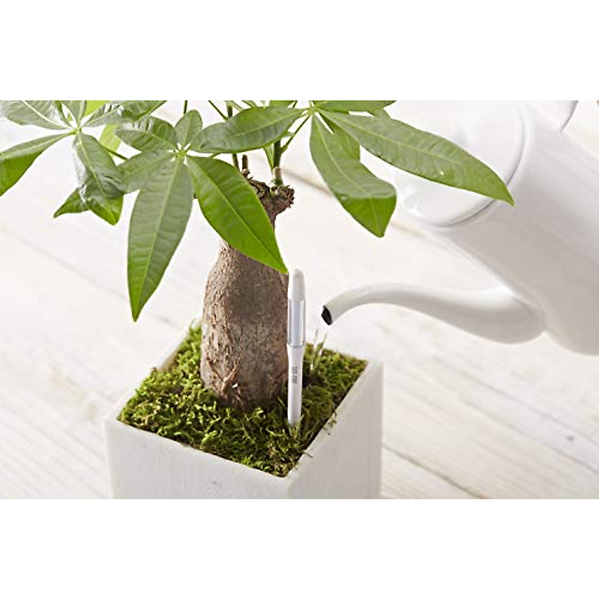 Sustee Aquameter, Set of 5, Plant Soil Moisture Sensor (Green, Small)