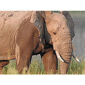 Nikon Coolpix P900 Super Zoom Camera - New