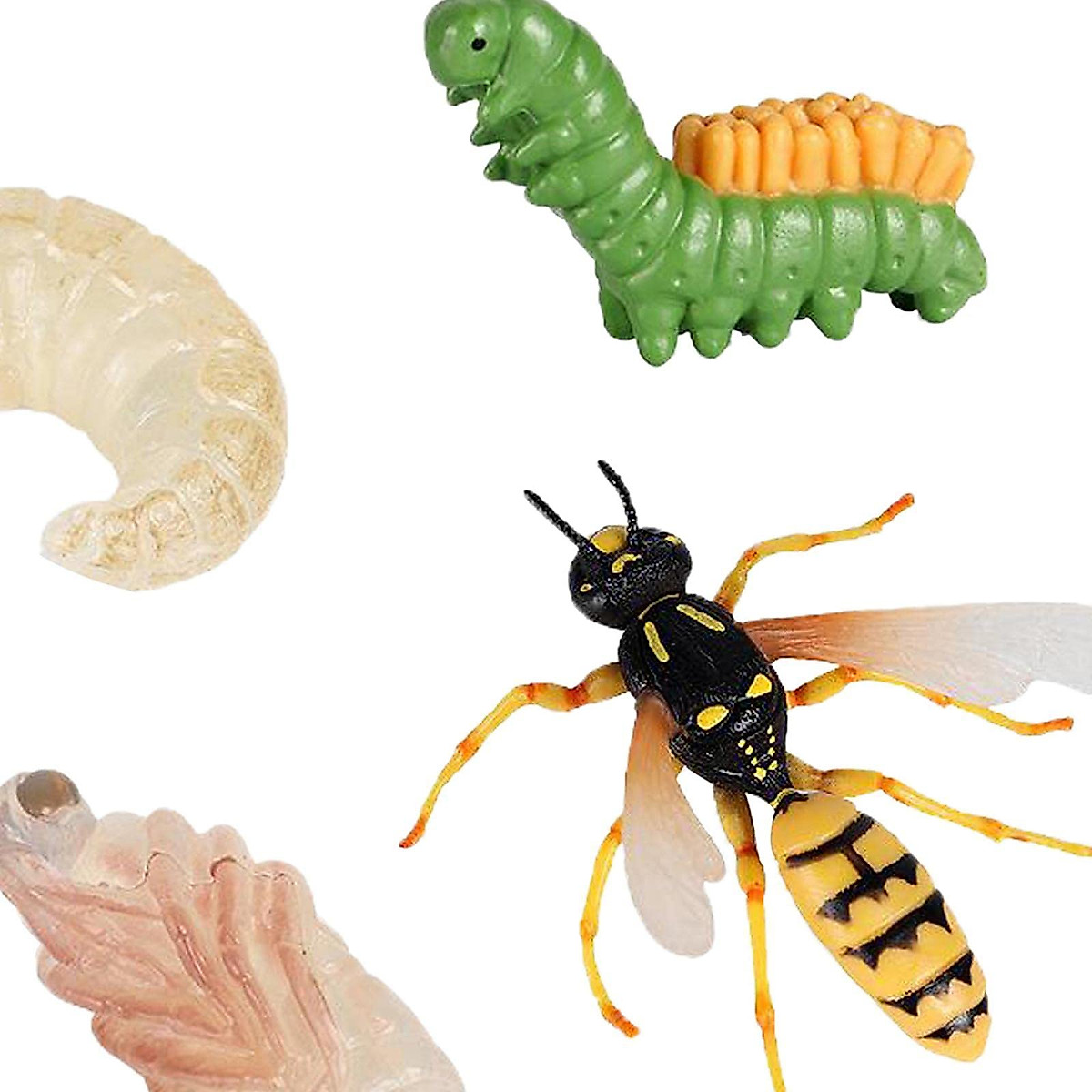 Colcolo 4Pieces Wasp Life Cycle Toy Figures Educational Children's Preschool Props