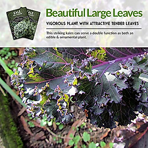 Survival Garden Seeds - Red Russian Kale Seed for Planting - Packet with Instructions to Plant and Grow Curly Ornamental and Edible Kale in Your Home Vegetable Garden - Non-GMO Heirloom Variety