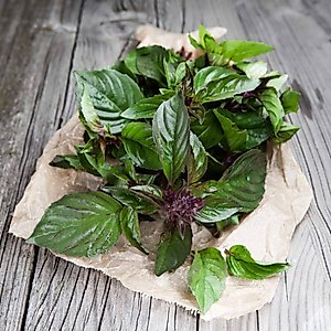 Thai Basil Seeds - USA Grown Thai Basil Seeds (Pack of 500 Seeds) Heirloom & Non-GMO
