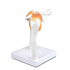 Vision Scientific VAJ227 Classic Functional Shoulder Joint Model, Articulated with Flexible Ligaments. Features Clavicle, Humerus and Scapula