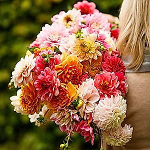 Dahlia Bulbs - Decorative Pastel Mix - 10 Bulbs - Mixed Flower Bulbs, Tuber Attracts Bees, Attracts Butterflies, Attracts Pollinators, Easy to Grow & Maintain, Fast Growing, Cut Flower Garden