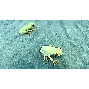 Josh's Frogs Frog Foam Terrarium Liner (12x12 Glass Terrarium)