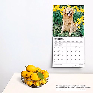 Golden Retrievers | 2024 12 x 24 Inch Monthly Square Wall Calendar | Foil Stamped Cover | BrownTrout | Animals Dog Breeds Retriever