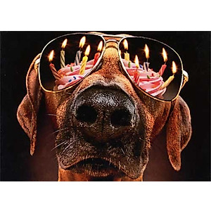 Dog Birthday Candles & Sunglasses Avanti Funny Birthday Card