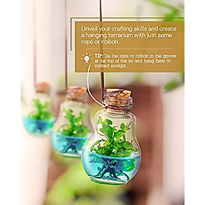 Venus Fly Trap, Grow Your Own Venus Flytrap in a 100% Self Sustaining Glass Terrarium, Maintenance Free, Easy to Grow, Healthy Growth Guarantee
