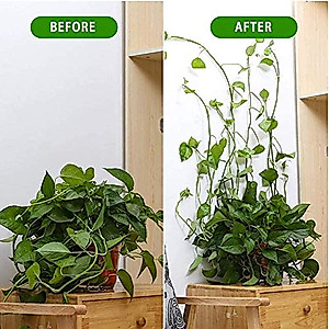 MDSOYOL Plant Climbing Wall Fixture Clips, (100pcs) Plant Fixer Self-Adhesive Hooks for Invisible Wall Vines Plant Fixation Plant Vine Traction Garden Vegetable Plant Binding (B-100 Pcs)