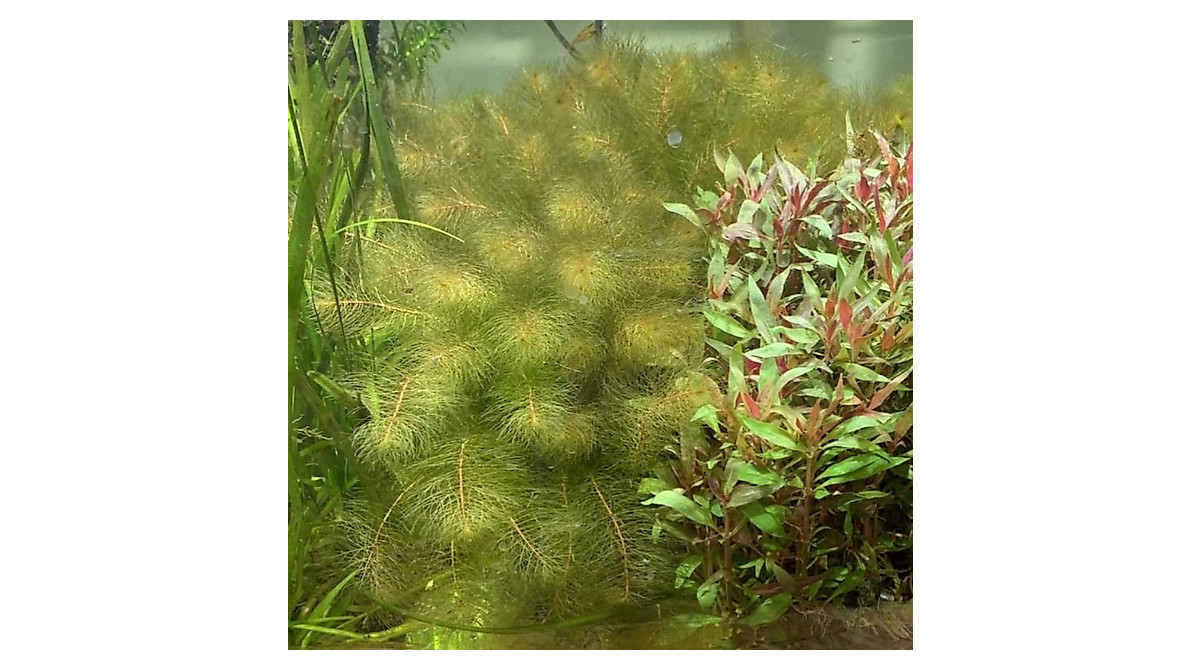 Marcus Fish Tanks Red Myrio Live Aquarium Plants | Healthy & Healthy ...