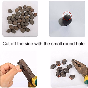 20 Bonsai Bowl Lotus Seeds (Mixed Color) - Water Lily Flower Plant - Finest Viable Aquatic Water Features Non-GMO Fresh Garden Seeds Home Planting Ornamental