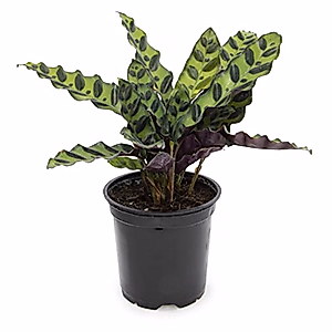 Calathea Plant Live Prayer Plant Live Indoor Plant, Calathea Live Plant Live House Plant Live Plants Indoor, Live Indoor Plants Live Houseplants Live Prayer Plants Live House Plants by Plants for Pets