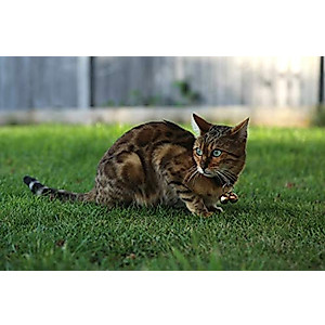 Beau's Bells 2 Extra Loud Cat & Dog Bells | Pet Tracker | Save Birds & Wildlife | Luxury Handmade Copper (Small)