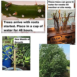 Two (2) Globe Willow Tree Cuttings - Fast Growing Shade or Privacy - Get 2 Live Tree Plants - Globe Willow - Great for Bonsai