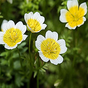Outsidepride Limnanthes Douglasii Poached Egg Plant Garden Flower Seeds - 1000 Seeds