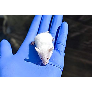 MiceDirect Frozen Hopper Mice Feeders Baby Ball Pythons & Red Tail Boas, Sub Adult Milks (10 Count)