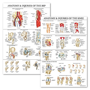 Palace Learning 2 Pack - Anatomy and Injuries of The Knee & Hip Poster Set - Anatomical Chart Set - Laminated 18" x 24"