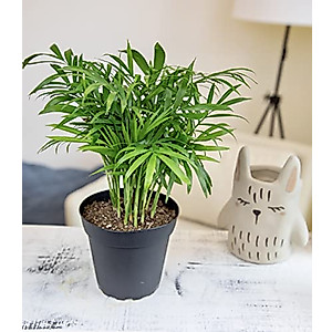 Altman Plants, Classic Houseplant Collection (4PK) Live Plants Indoor Plants Live Houseplants in Plant Pots, Easy House Plants Indoors Live, Snake Plant, Pothos in Potting Soil, Clean Air Plants