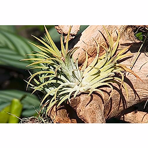 Ionantha Tillandsia Air Plants Live Indoor Plants (10PK), Air Plant Terrarium Plants Live Houseplants, Live Plants Indoor Plant Kit, Easy Care Plants for Air Plant Holder or Garden by Plants for Pets