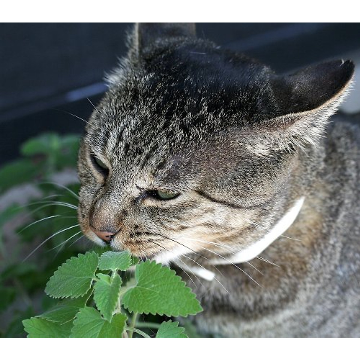 Catnip Seeds - Heirloom Non-GMO Catnip Seeds (400+ Catnip Seeds) by PowerGrow Systems