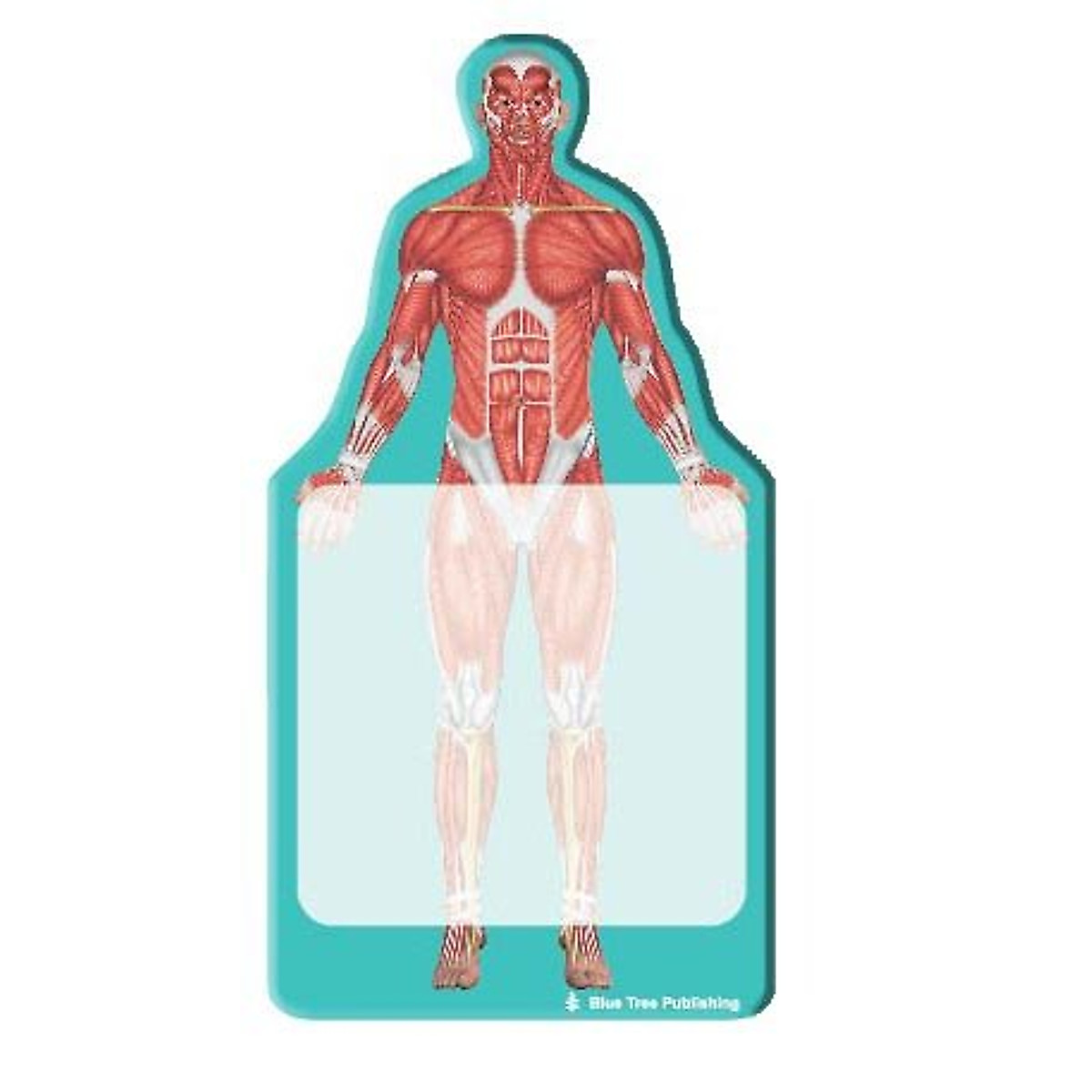 Fun Anatomy Sticky Notes Collection, 6 Pack-100 Sheets Per Pack, Medical Note Pads and Great Gifts.
