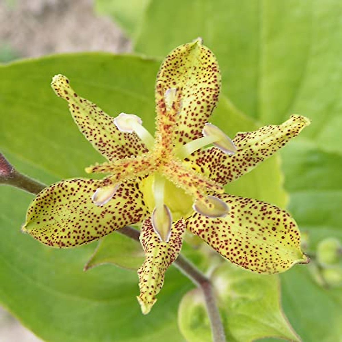 Tricyrtis Puberula Seeds Japanese Toad Lily Perennial Showy Low Maintenance Rabbit Resistnat Patio Containers Beds Outdoor 5Pcs Flower Seeds by YEGAOL Garden