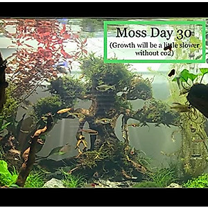 Christmas Moss Vesicularia Montagnei Live Freshwater Aquarium Plants Buy 2 Get 1