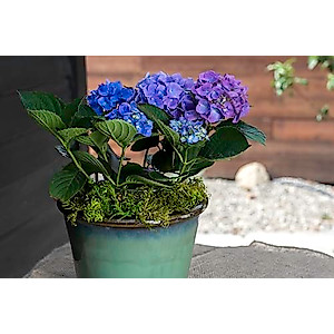 SuperMoss (25320) Forest Moss Preserved, Fresh Green, 2oz