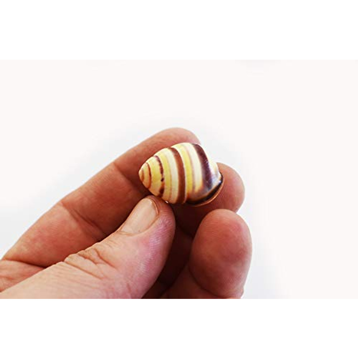 Set of 35 Hermit Crab Shells Assorted Changing Seashells Small 1/2"-2" Size (Opening Size 1/4" - 1") Mega Pack