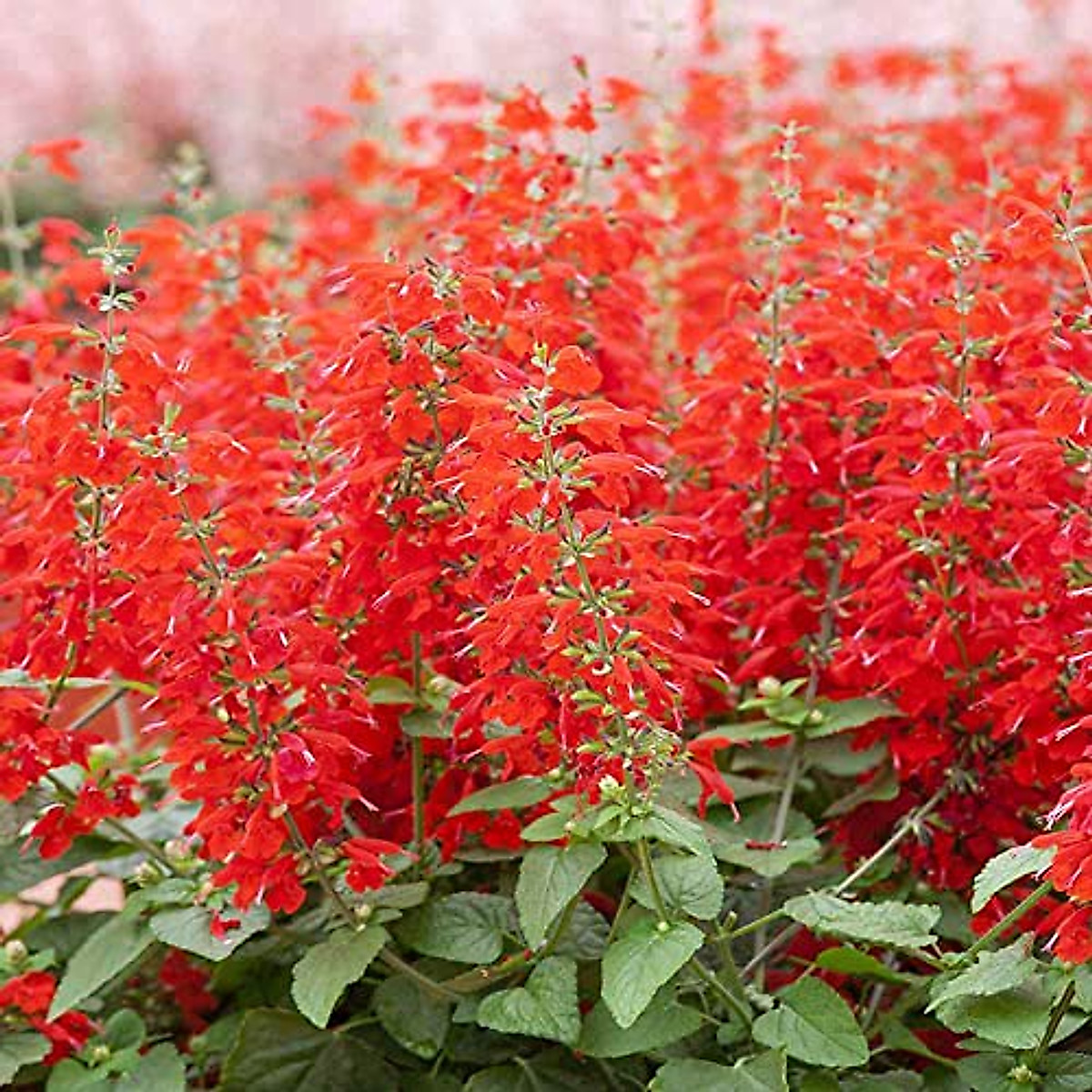 Outsidepride Perennial Salvia Coccinea Sage Scarlet Wild Flowers Attracting Beneficial Insects & Hummingbirds - 5000 Seeds