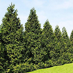 Thuja Plicata 'Green Giant' Arborvitae - 12 Live Quart Size Plants - Live Evergreen Privacy Tree