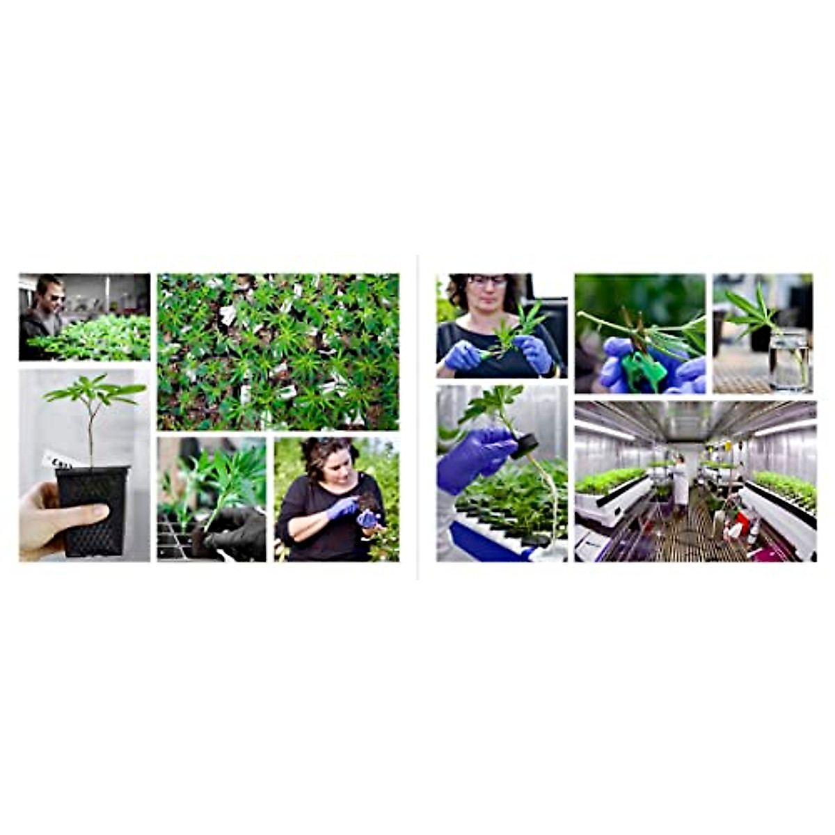 An American Cannabis Story