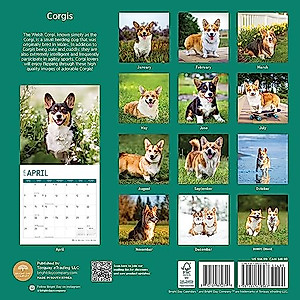 2024 Corgis Monthly Wall Calendar by Bright Day, 12 x 12 Inch Cute Dog Breed Gift