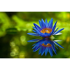 35 Pcs Bonsai Lotus Seeds for Planting Bowl Lotus Seeds, Water Lily Flower Plant Seeds. Great for Beginners and Seasoned Gardeners Alike.