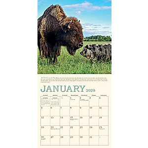Unlikely Friendships Wall Calendar 2020