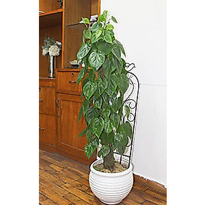Hosley Set of 2 Iron Wave Pot Trellis 28 Inch High. Ideal Gift for Wedding or Party and Use Next to Structures Home or Office or in Planters for Growing Floral Plants Vines and Vegetables O4