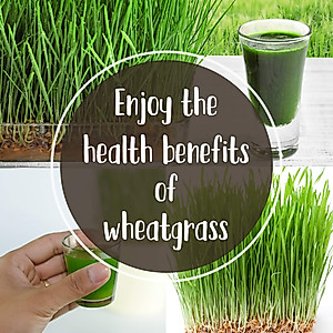 Organic Cat Grass Seed Blend for Planting - 12 oz. Handy Pantry Brand - A Healthy Mix of Organic Wheatgrass Seeds, Barley, Oats, and Rye Seeds - Non-GMO Wheatgrass Seeds for Pets