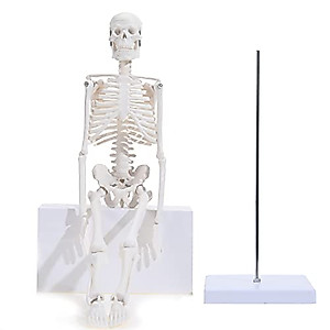 ASINTOD 17" Mini Size Skeleton Model, Anatomy Medical Human Skeleton Model for Study, Teaching and Display Anywhere, Scientific Human Skeleton Model with Movable Arms and Legs