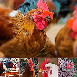 ROYHOO 101PCS Pinless Peepers with Pliers Chicken Peepers Pheasant Poultry Blinders Spectacles Anti-Pecking Eye Glasses Pliers Tool for Pet Middle