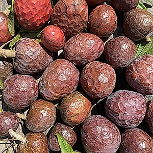 Red Custard Apple Tree Seeds Annona Reticulata Tropical Fruit Tree Delicious and Sweet Fruit Attract Bees Culinary Uses Gardens Outdoor 10Pcs Fruit Tree Seeds by YEGAOL Garden