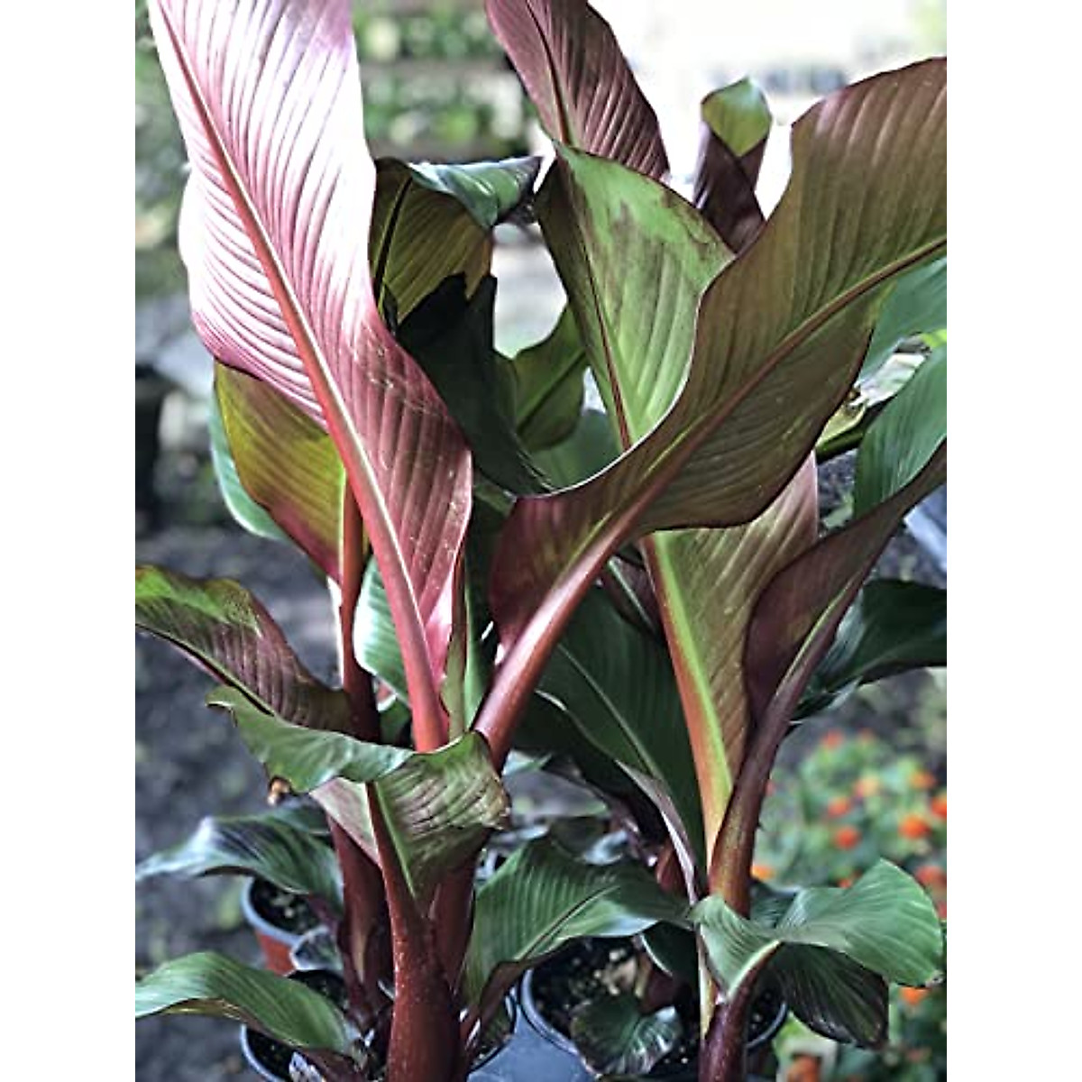 Red Abyssinian Banana Tree - 10 Live Starter Plants - Ensete Maurelii - Fruit Tree for The Patio and Garden