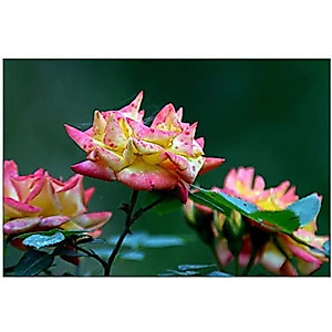 50+ Rare Multi Colorful Rainbow Rose Flower Seeds Beautiful Flower Potted Plant Home Garden