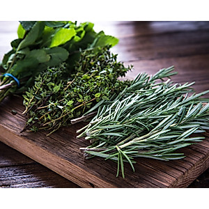 2 Live Potted Rosemary Herb Plants Grown in Quart Pots - Container Plant or for The Garden - Naturally Grown