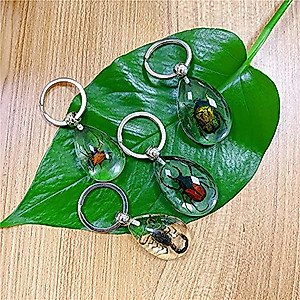 QTMY 6 Pack Insect in Resin Specimen Collection Paperweights Keychain,Christmas for Men Women Biology Science Teacher Education,Mystery Box (3)