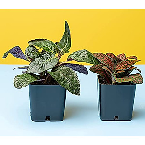 Altman Plants Live Houseplants (6PK), Indoor Plants for Delivery Prime, Live Plants and Gardening Gifts for Plant Lovers, Planters for Indoor Plants with Potting Soil, Live House Plants Indoors Live