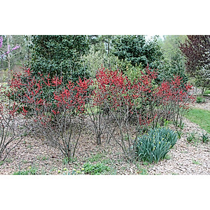 1187-Red Holly Winter Berry (Ilex verticillata) Seeds by Robsrareandgiantseeds UPC0764425788317 Non-GMO,Organic,USA Grower,Bonsai,1187 Package of 7 Seeds