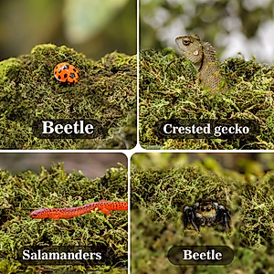 Sukh Sphagnum Moss for Reptiles - Terrarium Moss for Reptiles Peat Moss for Reptiles Habitat Bedding Moss for Snakes Turtle Frog Gecko and Other Reptiles Substrate (3, Ounces)