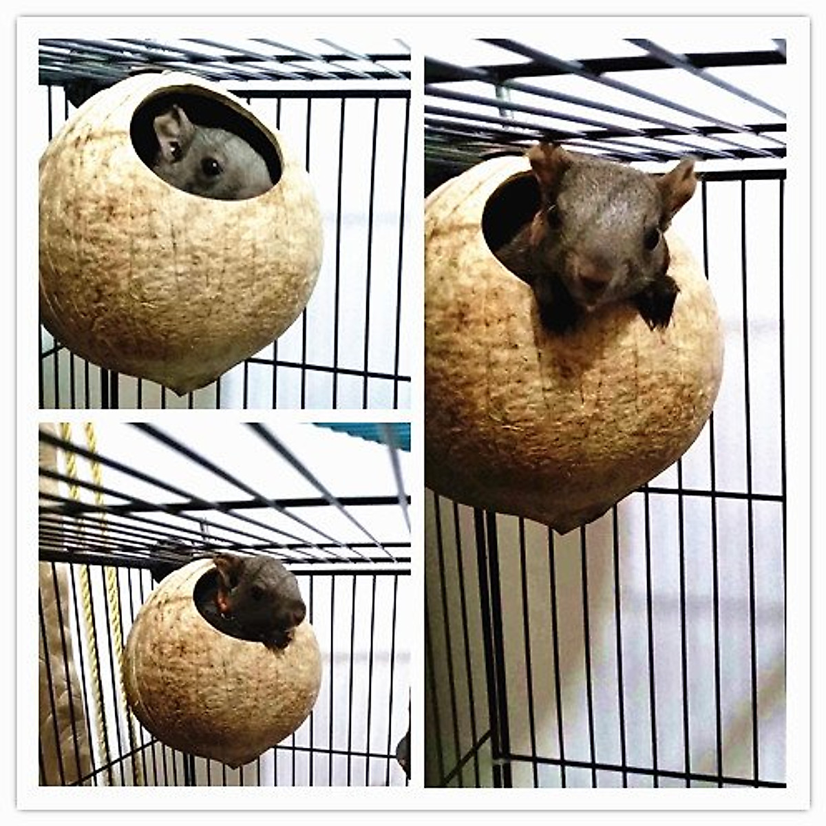 Hypeety Pet Bird Breeding Nest Coconut House Swing Ladder Toys Parrot Parakeets Finches Hamster House Natural Nest Lovebird Cage Hanging Swing Perch (C:Coco Cage Perch Toy)