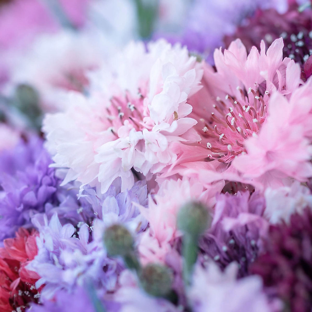 Cornflower/Bachelor Button Seeds - Tall Mix - Packet - Blue/White/Pink Flower Seeds, Heirloom Seed Attracts Bees, Attracts Butterflies, Attracts Pollinators, Edible, Extended Bloom Time