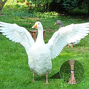 60 Colorful Chicken Poultry Leg Bands Adjustable Chicken Identification Bands Plastic Cable Tie with 30 Poultry Charms Accessories for Bird Chicken Duck Parrot Geese Turkey